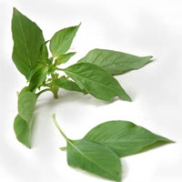 Using basil as aromatic herbs in cooking and medicine