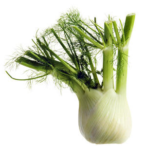 Fennel
